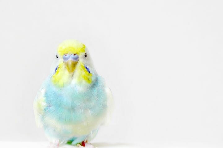 Budgie Cere Bleeding - What To Do?