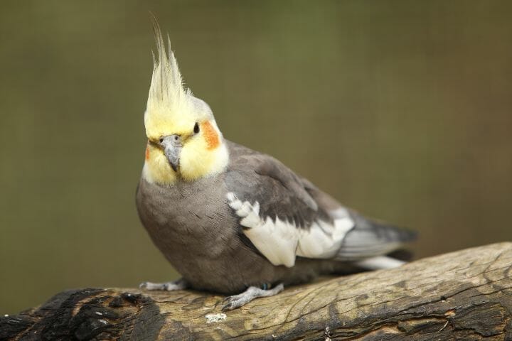Cockatiel Facts - Habitat, Diet, Lifecycle