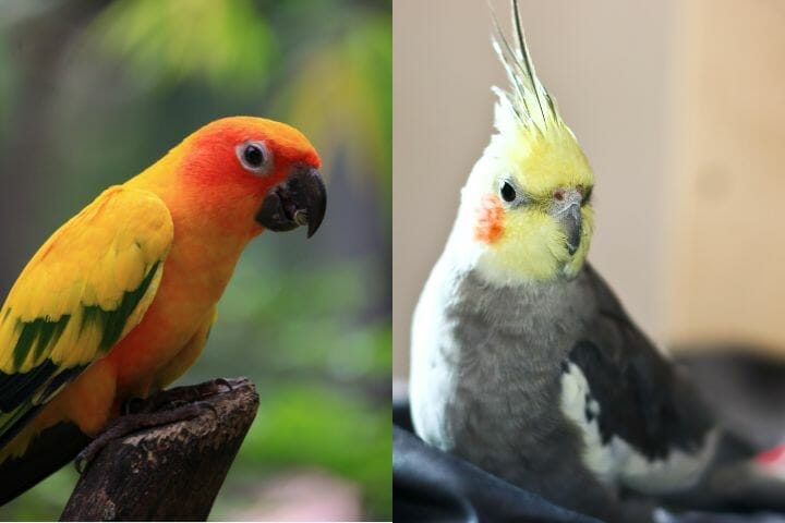 Conure vs Cockatiel - Most Important Differences