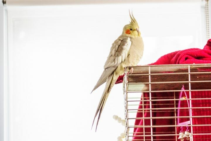 Cockatiel Cage - Size, Materials & All You Need To Know