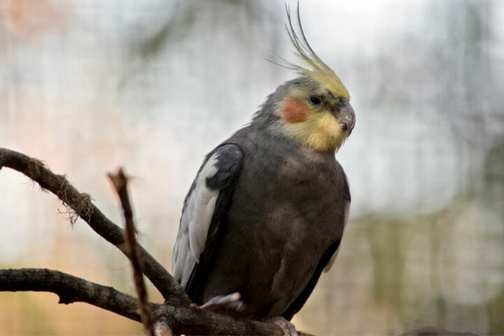 Cockatiel Behavior - Problems To Look Out For