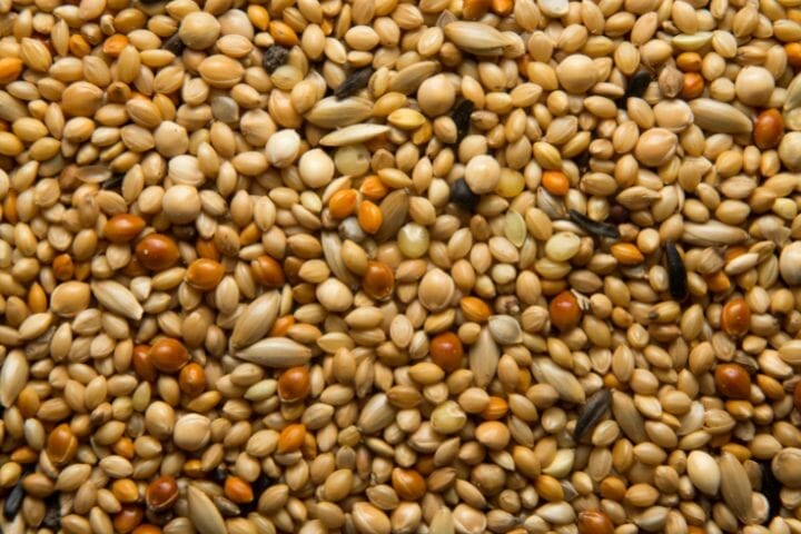 Cockatiel Food List - Diet For Healthy Cockatiels