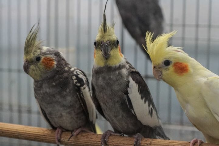 Cockatiel Facts - Habitat, Diet, Lifecycle