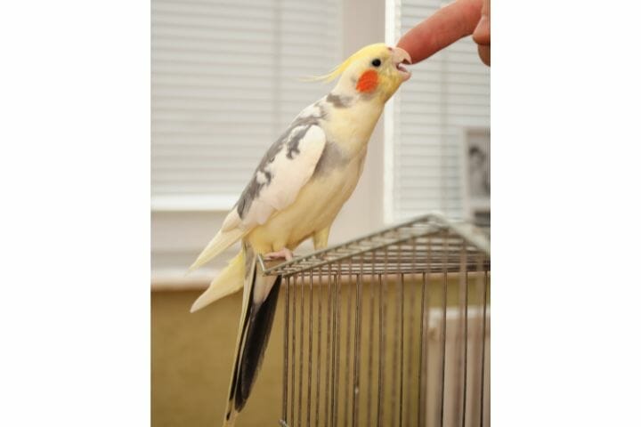 How Can You Tell How Old a Cockatiel Is? Age Isn’t Just a Number for ...