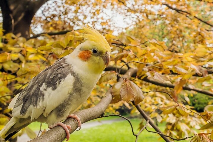 Cockatiel Facts - Habitat, Diet, Lifecycle