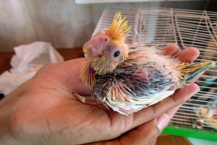 How Can You Tell How Old a Cockatiel Is? Age Isn’t Just a Number for ...