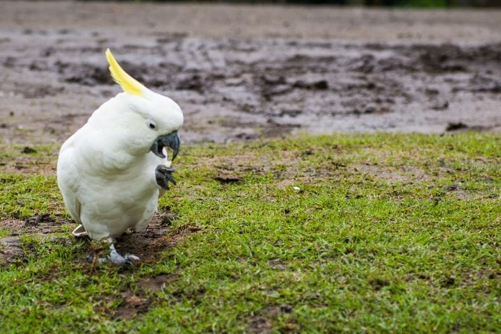 Cockatiel Facts - Habitat, Diet, Lifecycle