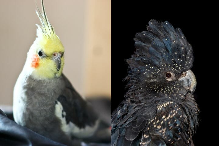 Cockatiel vs Cockatoo - Most Important Differences
