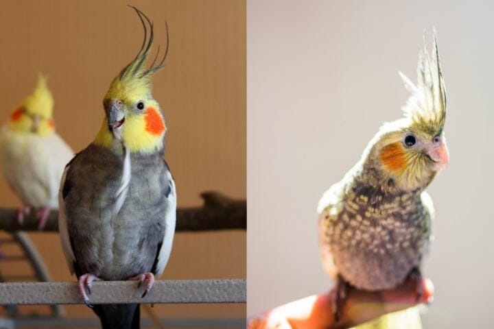 How Can You Tell How Old a Cockatiel Is? Age Isn’t Just a Number for ...