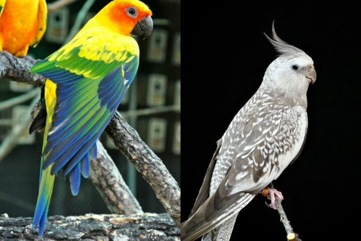 Conure vs Cockatiel - Most Important Differences