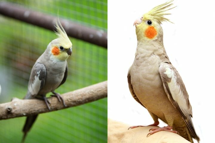 How Can You Tell How Old a Cockatiel Is? Age Isn’t Just a Number for ...