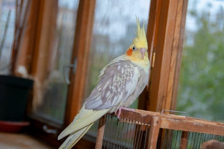 Are Cockatiels Aggressive? Do They Bite?