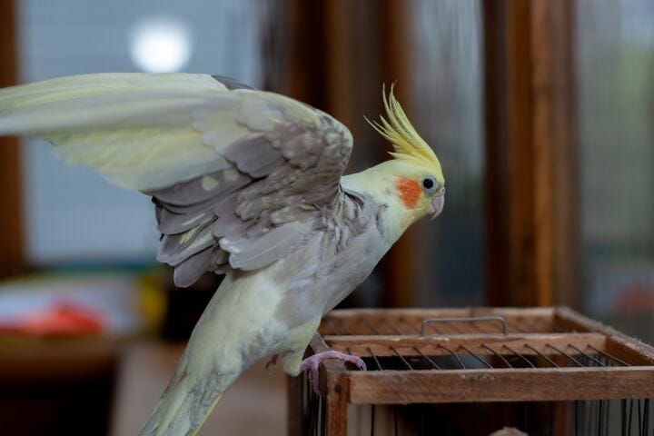 How Can You Tell How Old a Cockatiel Is? Age Isn’t Just a Number for ...