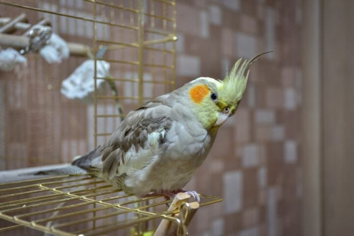 Cockatiel Cage - Size, Materials & All You Need To Know
