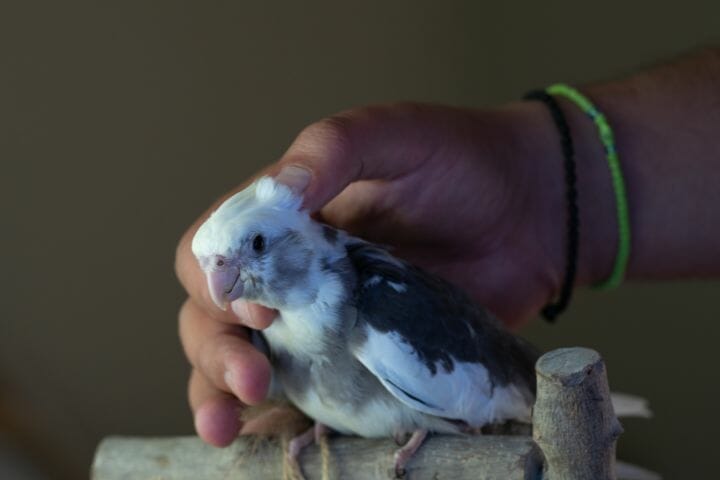 Taming And Training Cockatiels: What You Need To Know