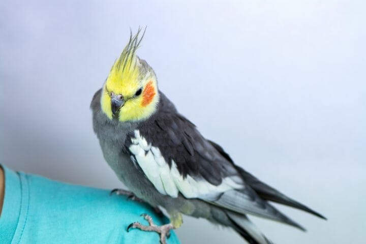 Are Cockatiels Aggressive? Do They Bite?