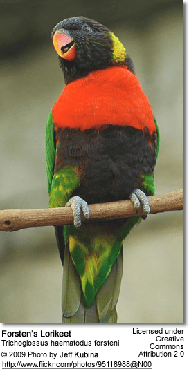 Forsten's Lorikeets