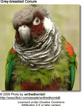 Grey-breasted Conures aka Brazilian Grey-breasted Conures