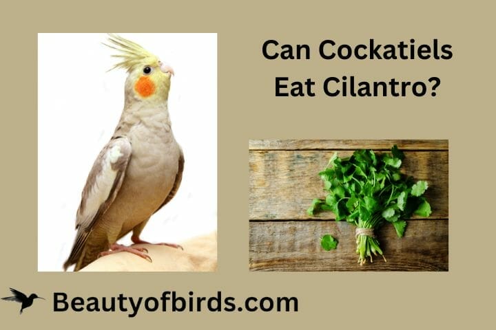 Can Cockatiels Eat Cilantro (Coriander)? What About The Stems?