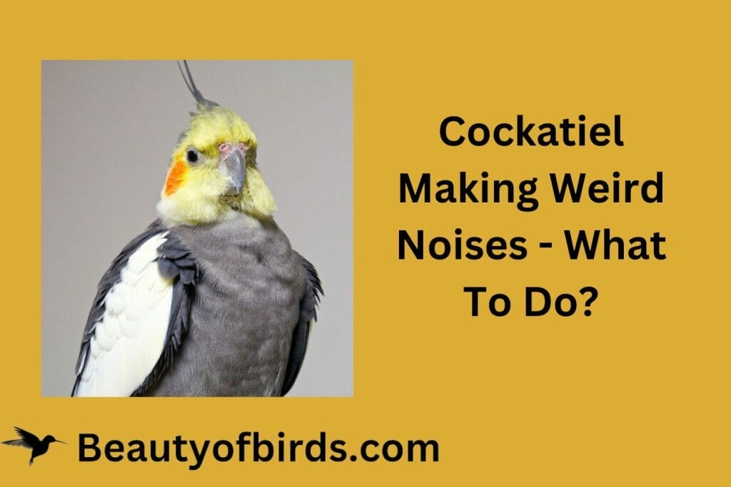Cockatiel Making Weird Noises - What To Do? Cockatiel Making Weird Noises - What To Do?