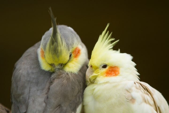 Cockatiel Sleep - Positions & Habits: 5 Sleep Positions You Should Know