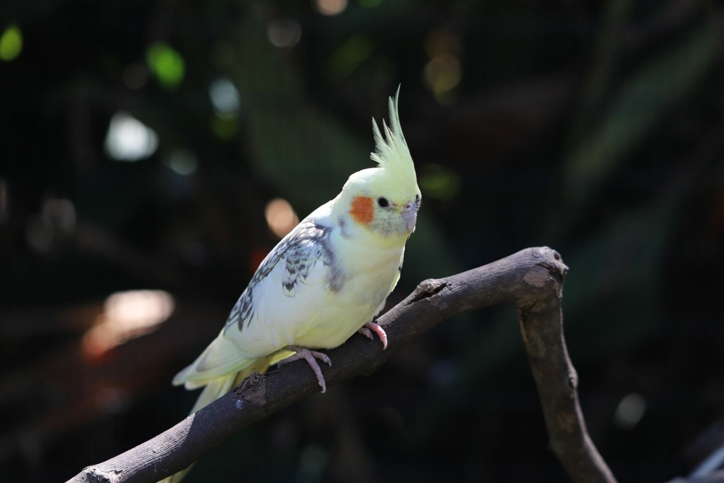Cockatiel Flew Away - Will It Come Back? What To Do?