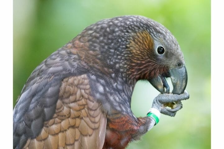 Kea Vs Kaka Vs Kakapo Differences: New Zealand Parrot