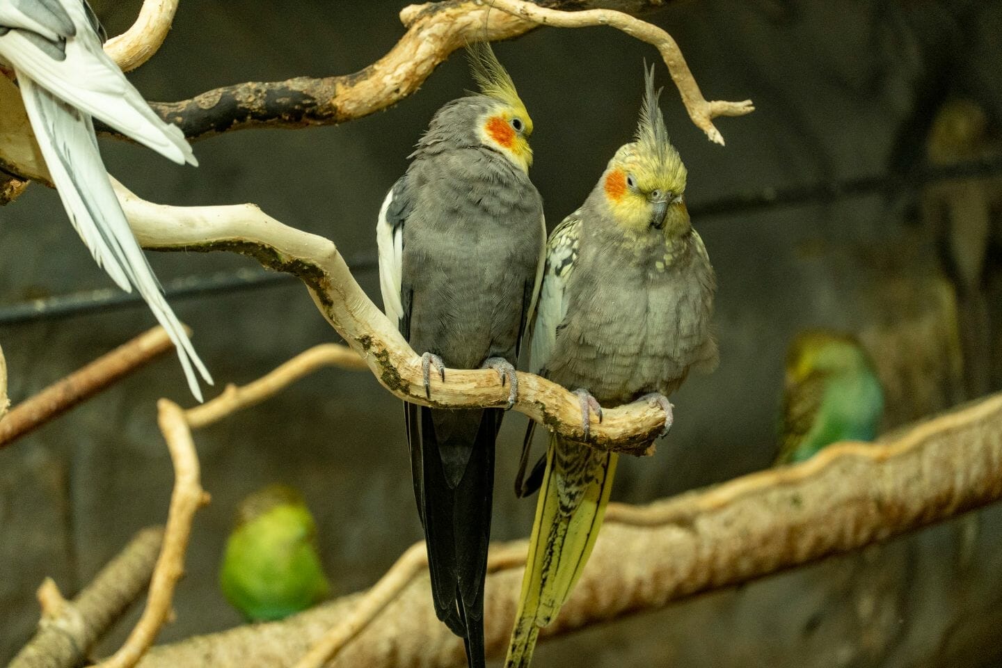 Can Cockatiels Live Alone? Or Do They Always Need a Friend?