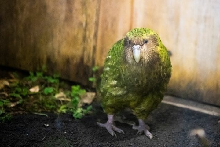 Kea Vs Kaka Vs Kakapo Differences: New Zealand Parrot