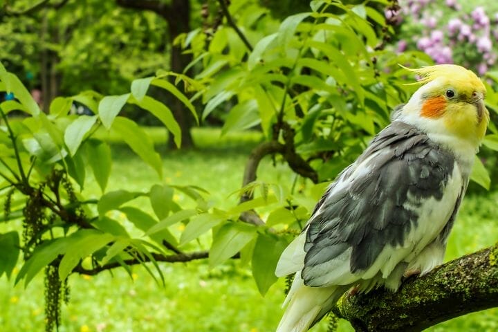 Cockatiel Poop Issues? Reasons & What to Do