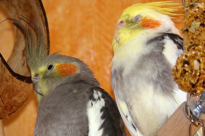 Cockatiel Sleep - Positions & Habits: 5 Sleep Positions You Should Know