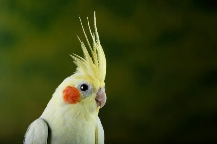 Cockatiel Vision Explained - How Do Cockatiels See?
