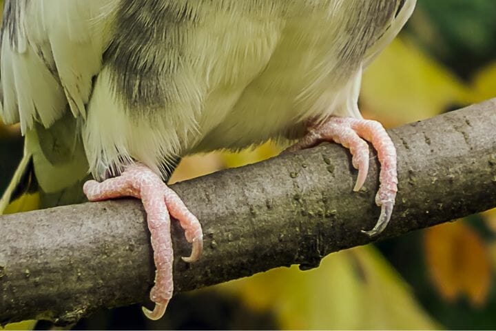How To Clip A Cockatiel's Nails In 5 Easy Steps