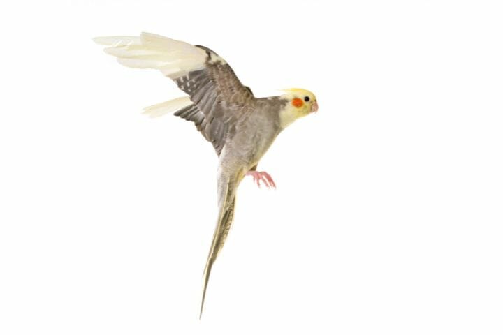 How To Clip a Cockatiels Wings: A 5-Step Guide