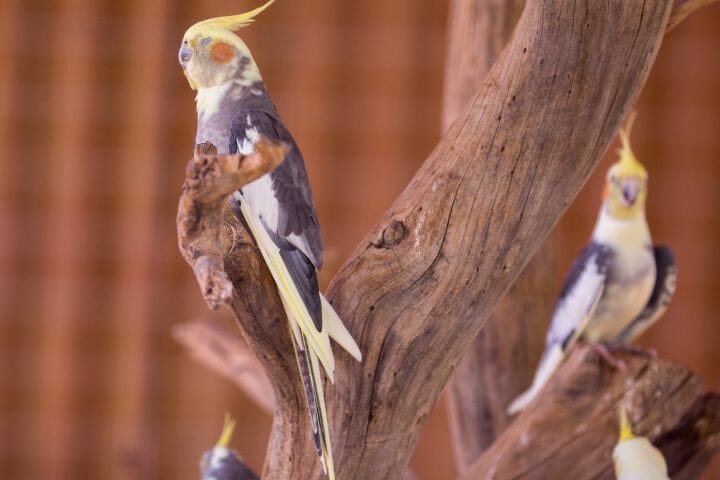 Cockatiel Sleep - Positions & Habits: 5 Sleep Positions You Should Know