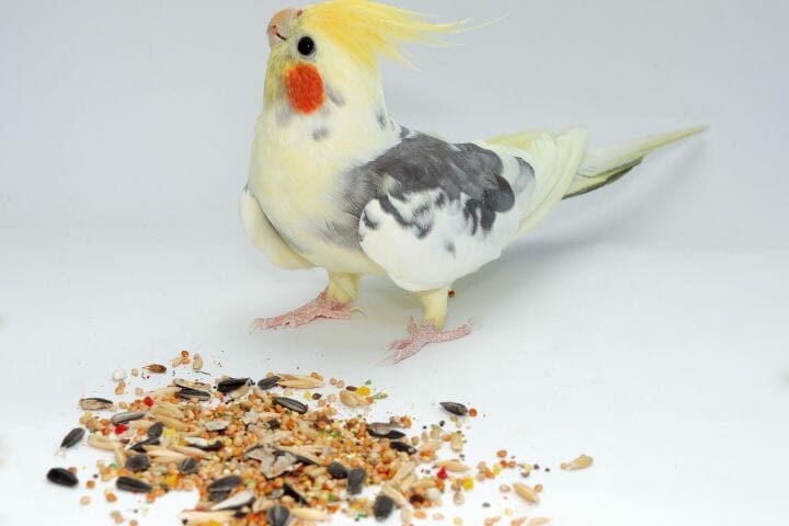 How Long Do Cockatiels Live - Cockatiel Lifespan As Pets & In The Wild