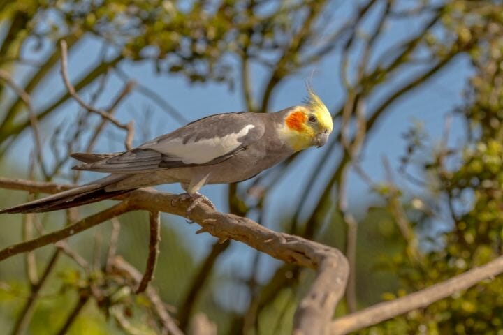 How Long Do Cockatiels Live - Cockatiel Lifespan As Pets & In The Wild