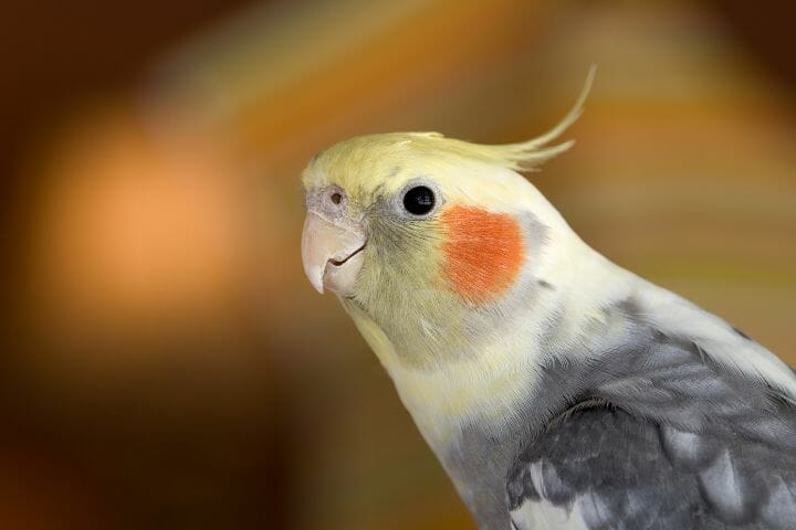 Cockatiel Vision Explained - How Do Cockatiels See?