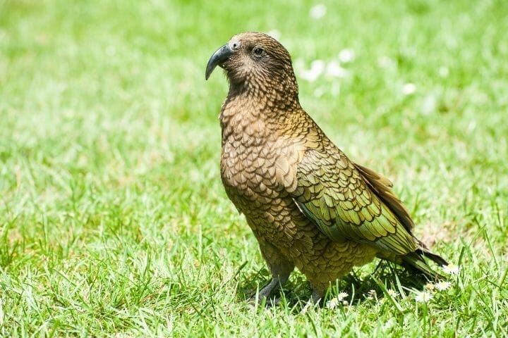 Kea Vs Kaka Vs Kakapo Differences: New Zealand Parrot