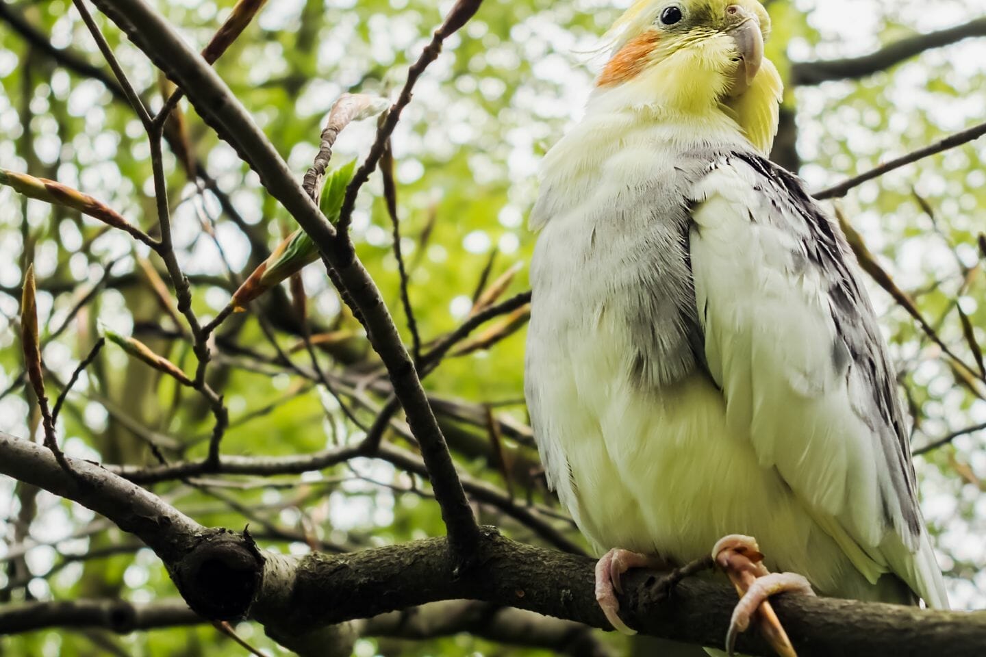 Cockatiel Puffed Up - Reason & What To Do
