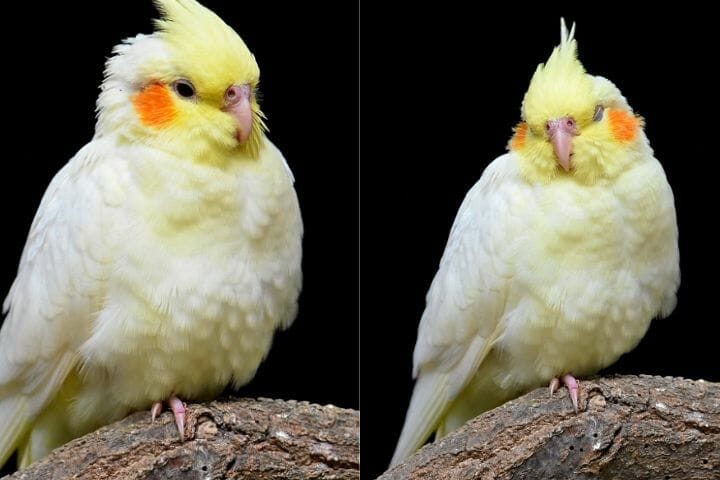 Cockatiel Sleep - Positions & Habits: 5 Sleep Positions You Should Know