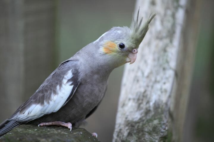 Cockatiel Poop Issues? Reasons & What to Do