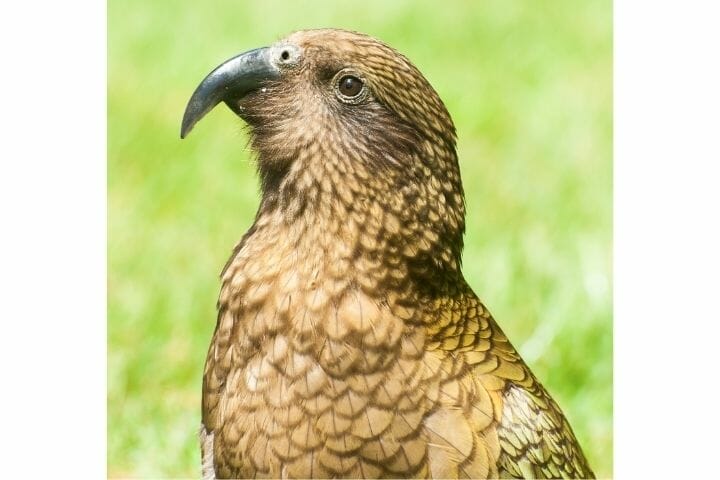 Kea Vs Kaka Vs Kakapo Differences: New Zealand Parrot