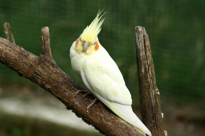 Cockatiel Sleep - Positions & Habits: 5 Sleep Positions You Should Know
