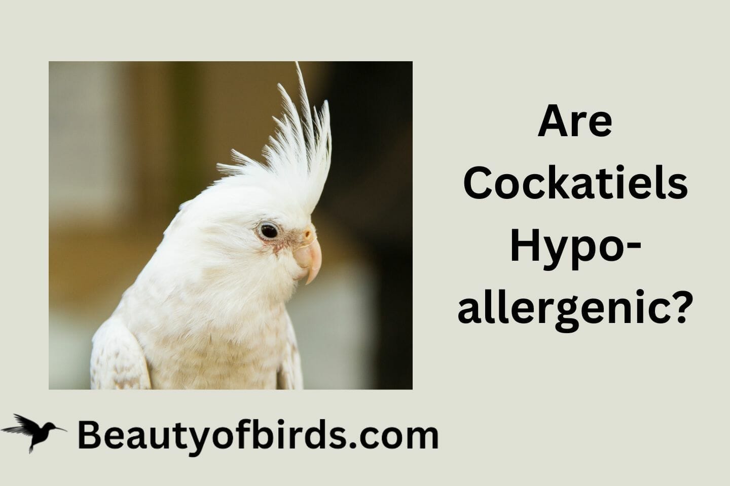 Are Cockatiels Hypoallergenic? How To Manage Cockatiel Dander?