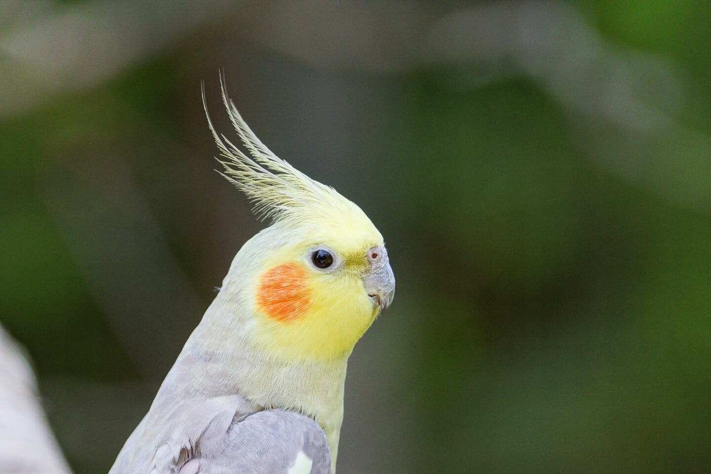 Are Cockatiels Hypoallergenic? How To Manage Cockatiel Dander?