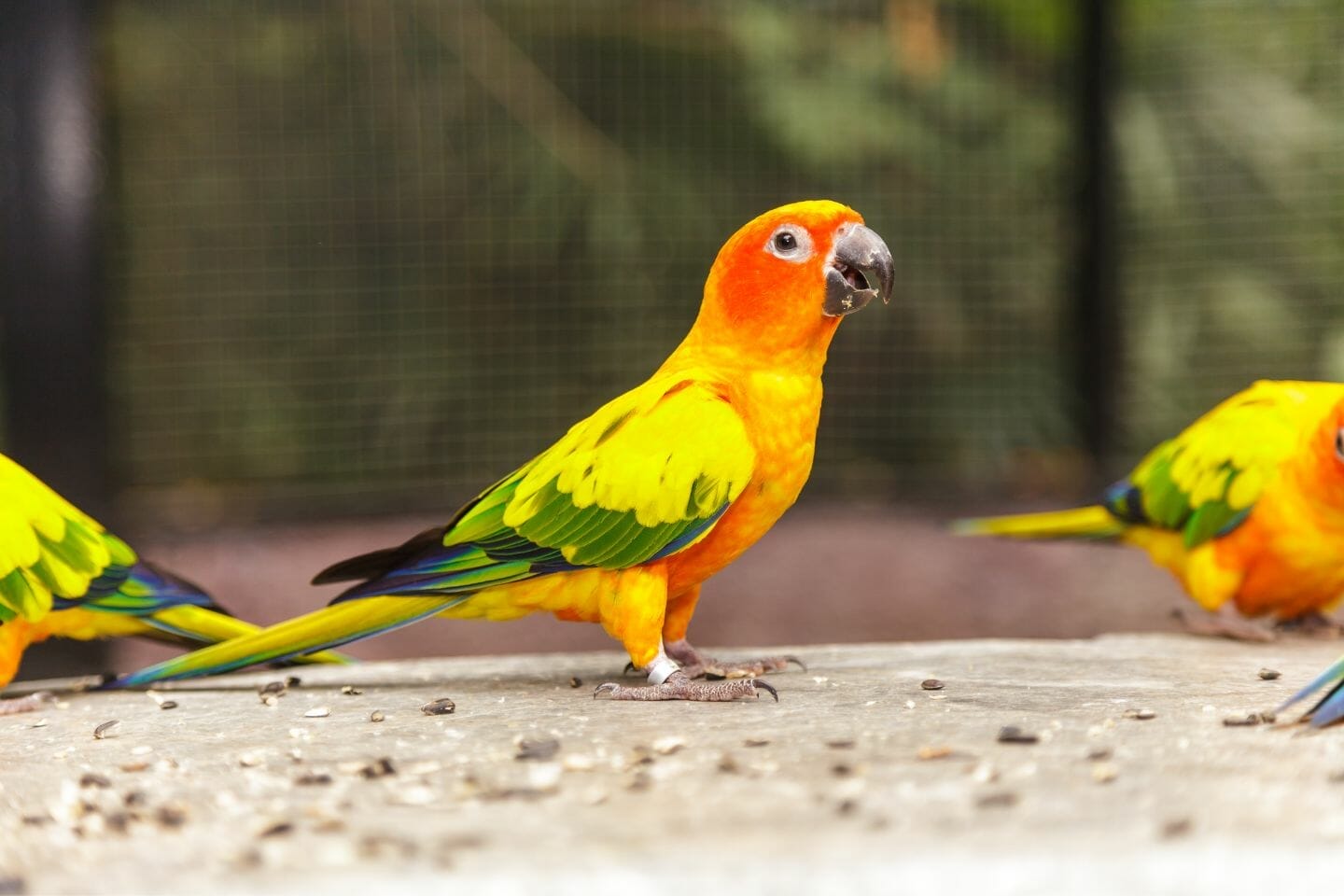Do Conures Get Along With Cockatiels?