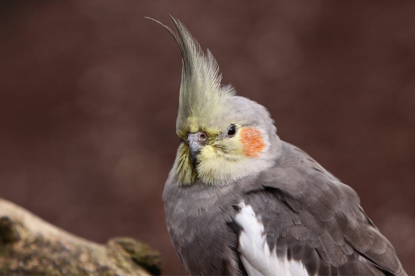 Cockatiel Sudden Death – Reasons (and How To Prevent)