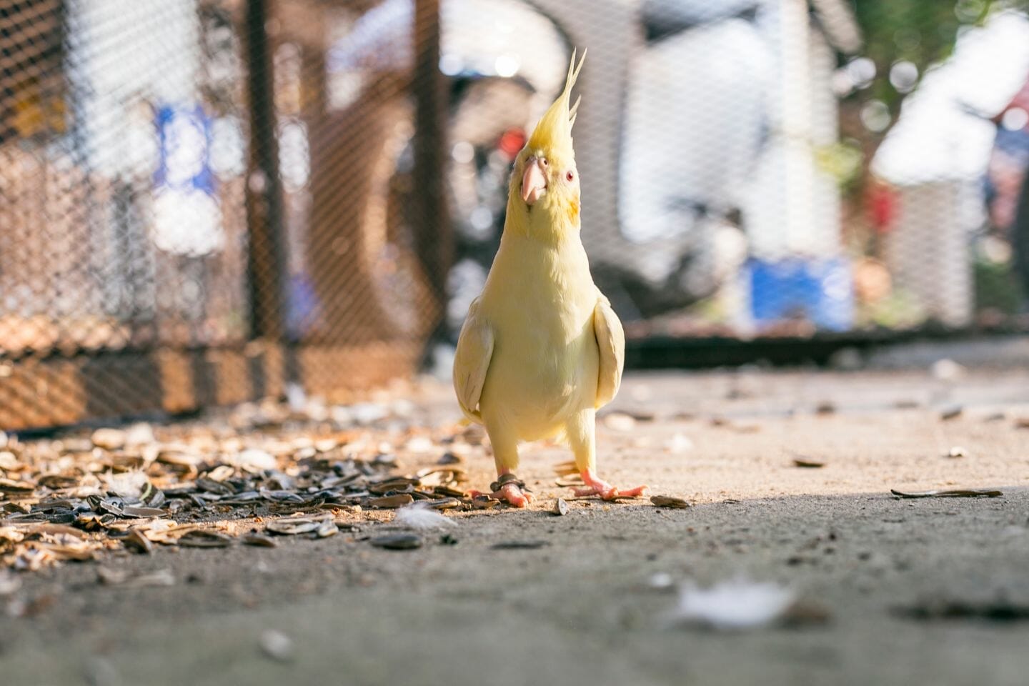 Why Are Cockatiels So Mean? 4 Reasons Behind an Angry Cockatiel