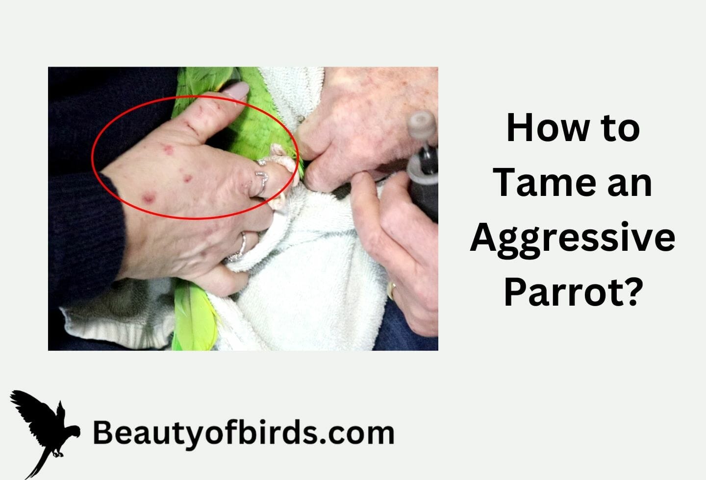 How to Tame an Aggressive Parrot?
